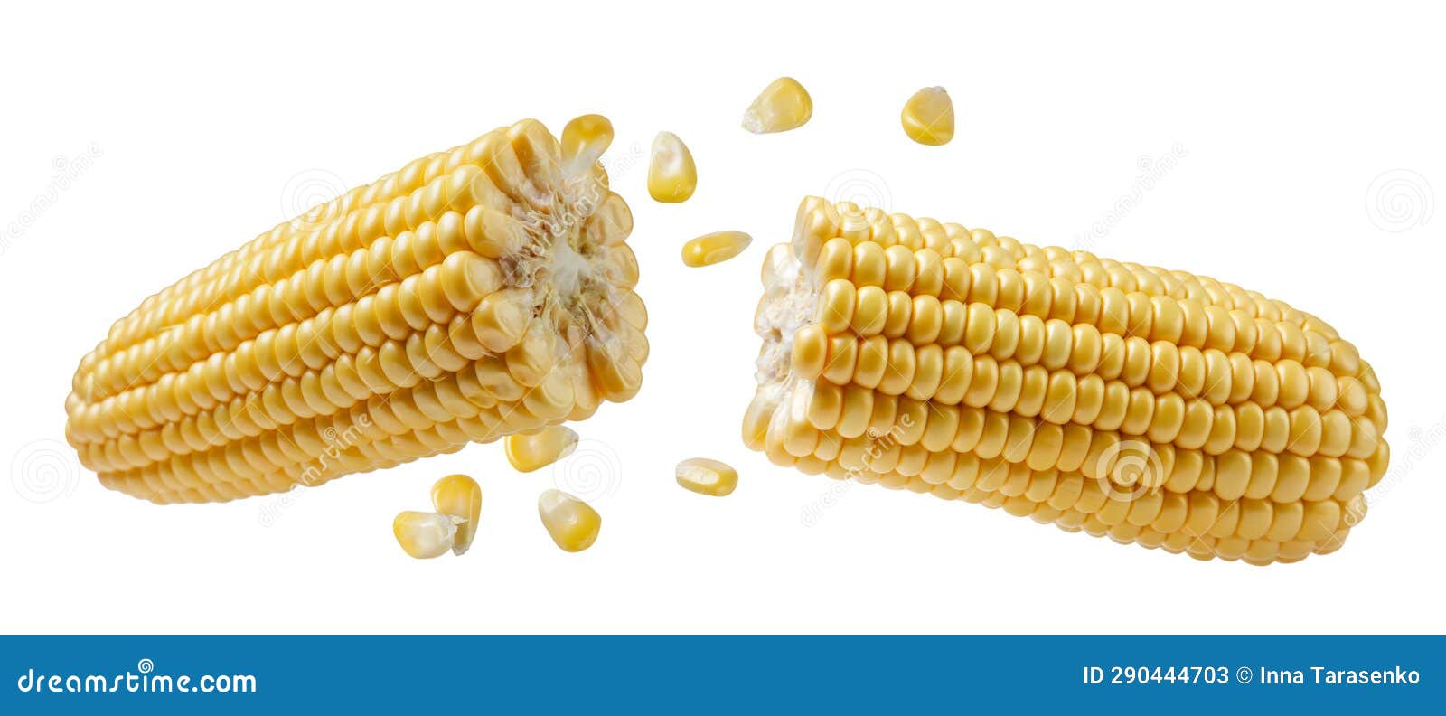 Corn Cob Broken in Half Flies with Grains Close-up on a White ...