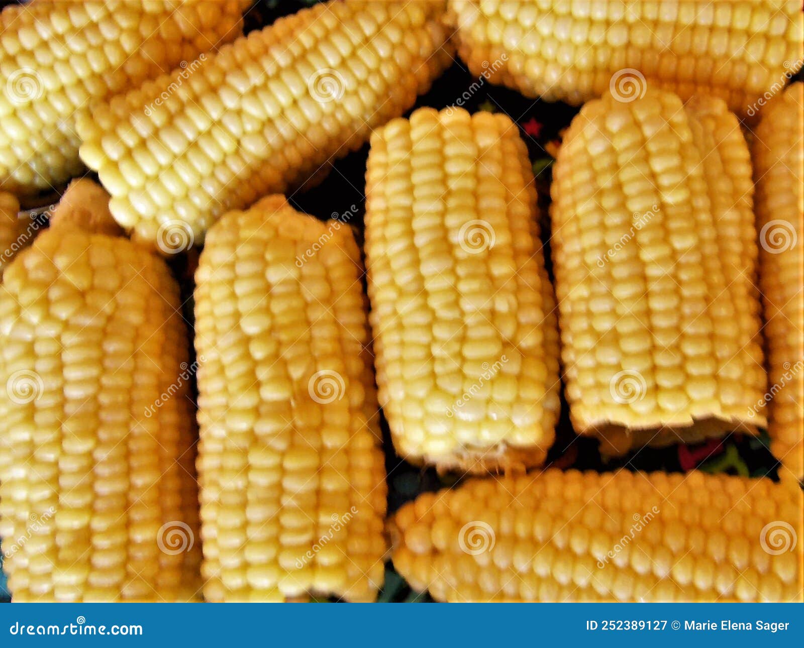 Corn on the Cob Broken in Halves Stock Image - Image of food, industry ...