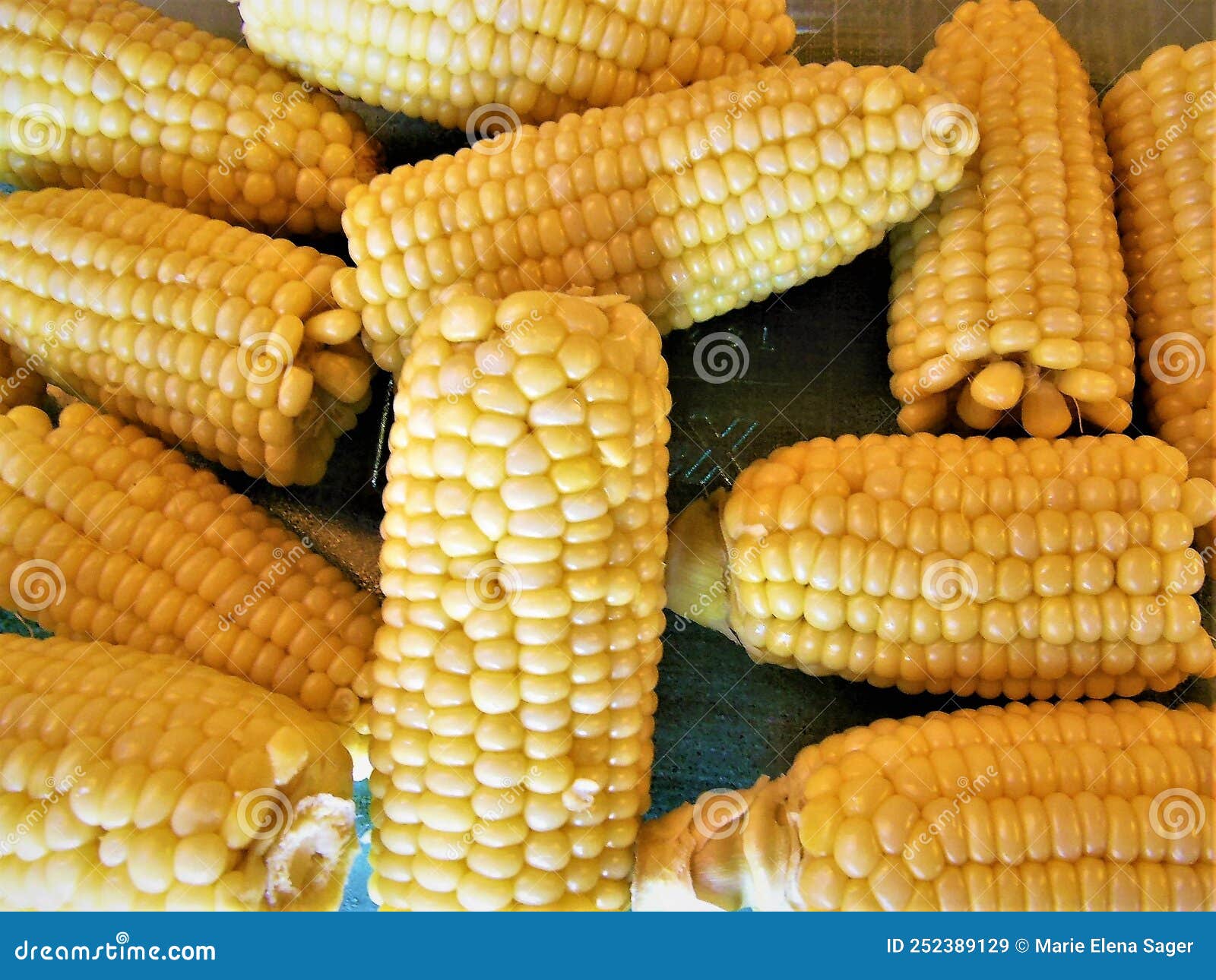 Corn on the Cob Broken in Halves Stock Image - Image of industry ...