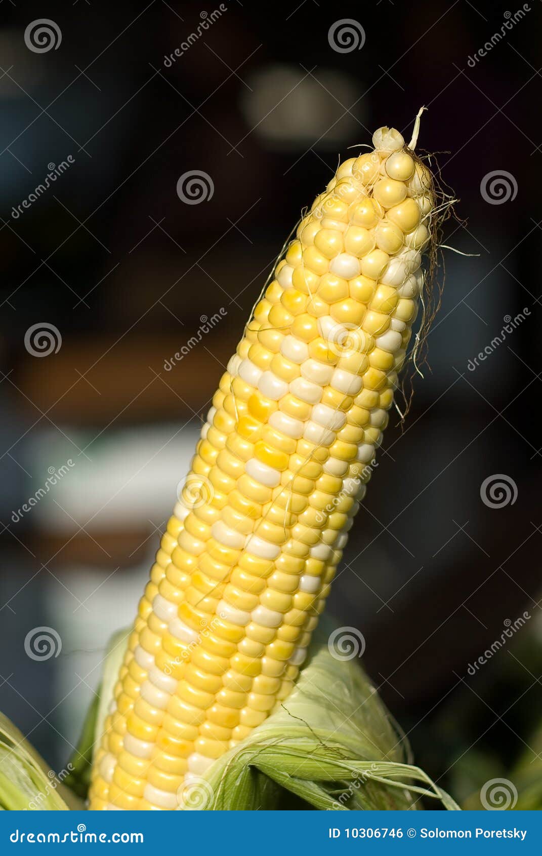 Corn on the Cob (clipping Path Included) Stock Photo - Image of ...