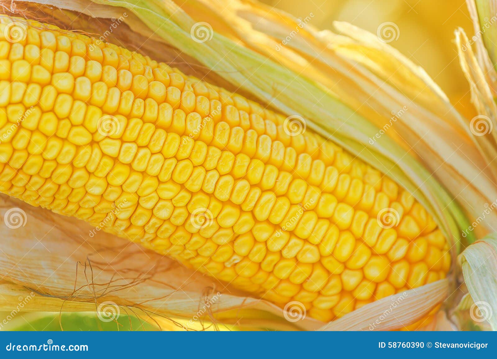 Corn cob close up stock photo. Image of yellow, farming - 58760390