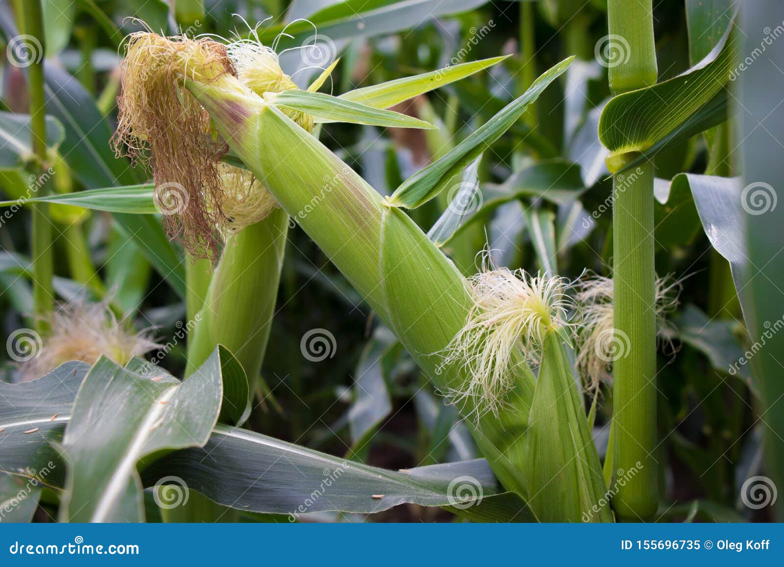 Corn Cob Close-up in a Corn Field Stock Image - Image of nature, leaf ...