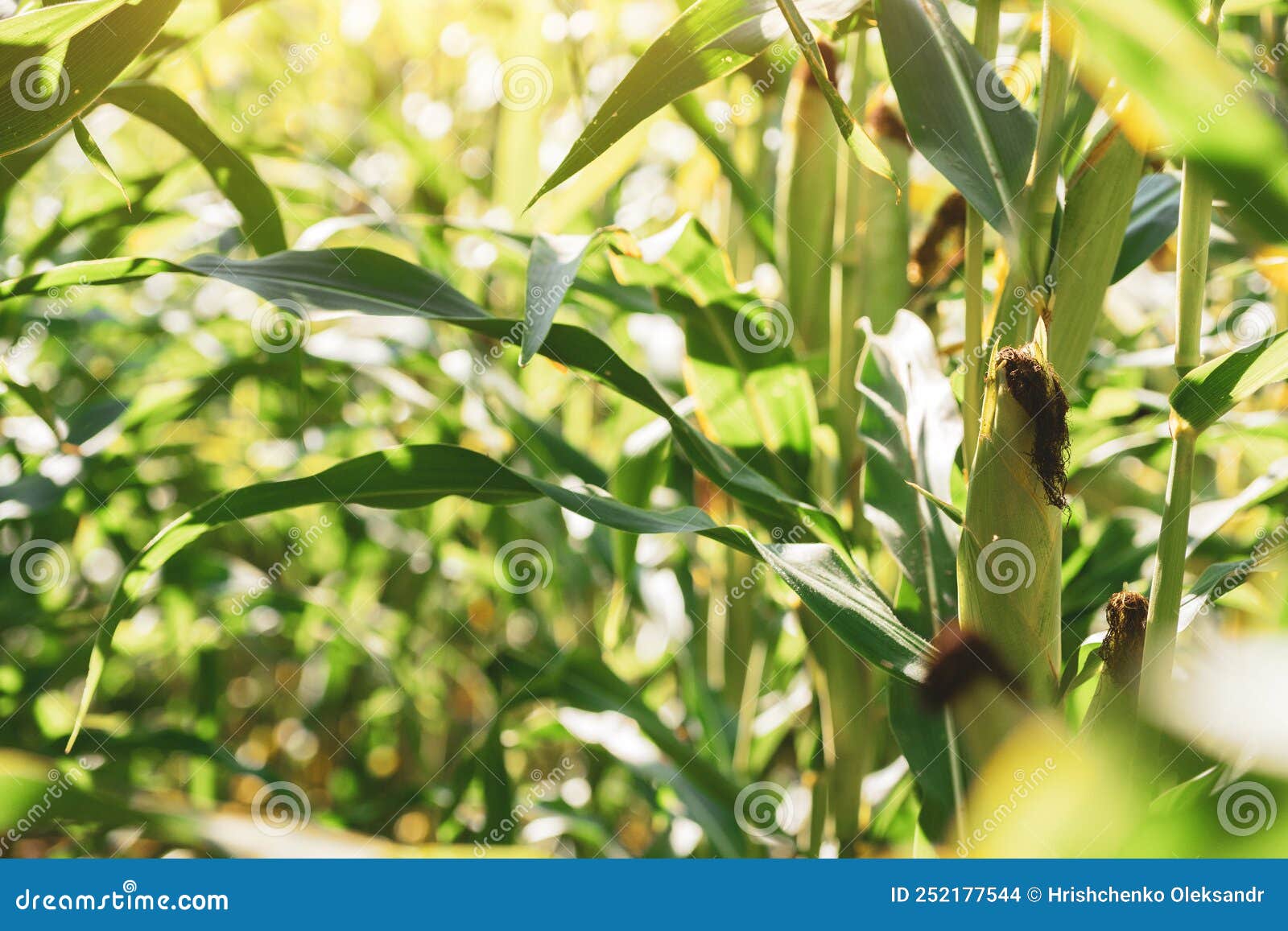 Corn on the Cob Close-up among a Field of High Corn Stock Photo - Image ...
