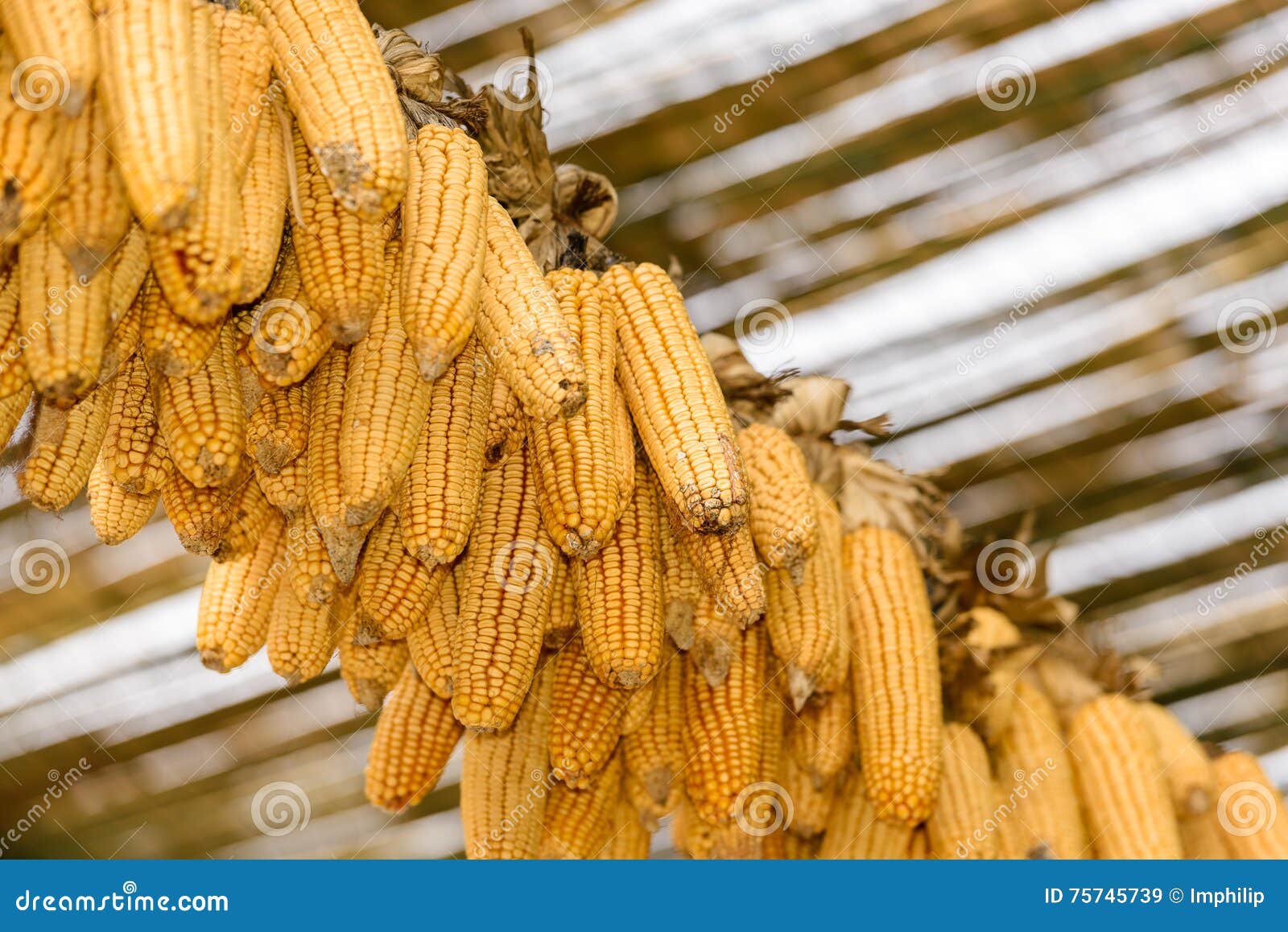 Corn cob stock image. Image of agriculture, green, crop - 75745739