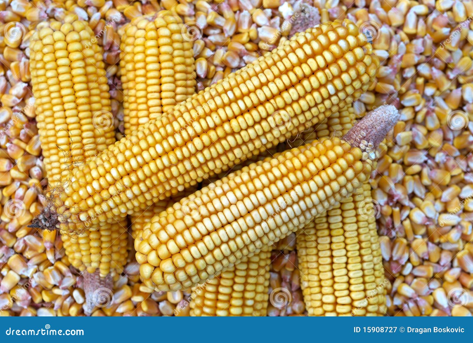 Corn Cob and corn kernel stock image. Image of edible - 15908727