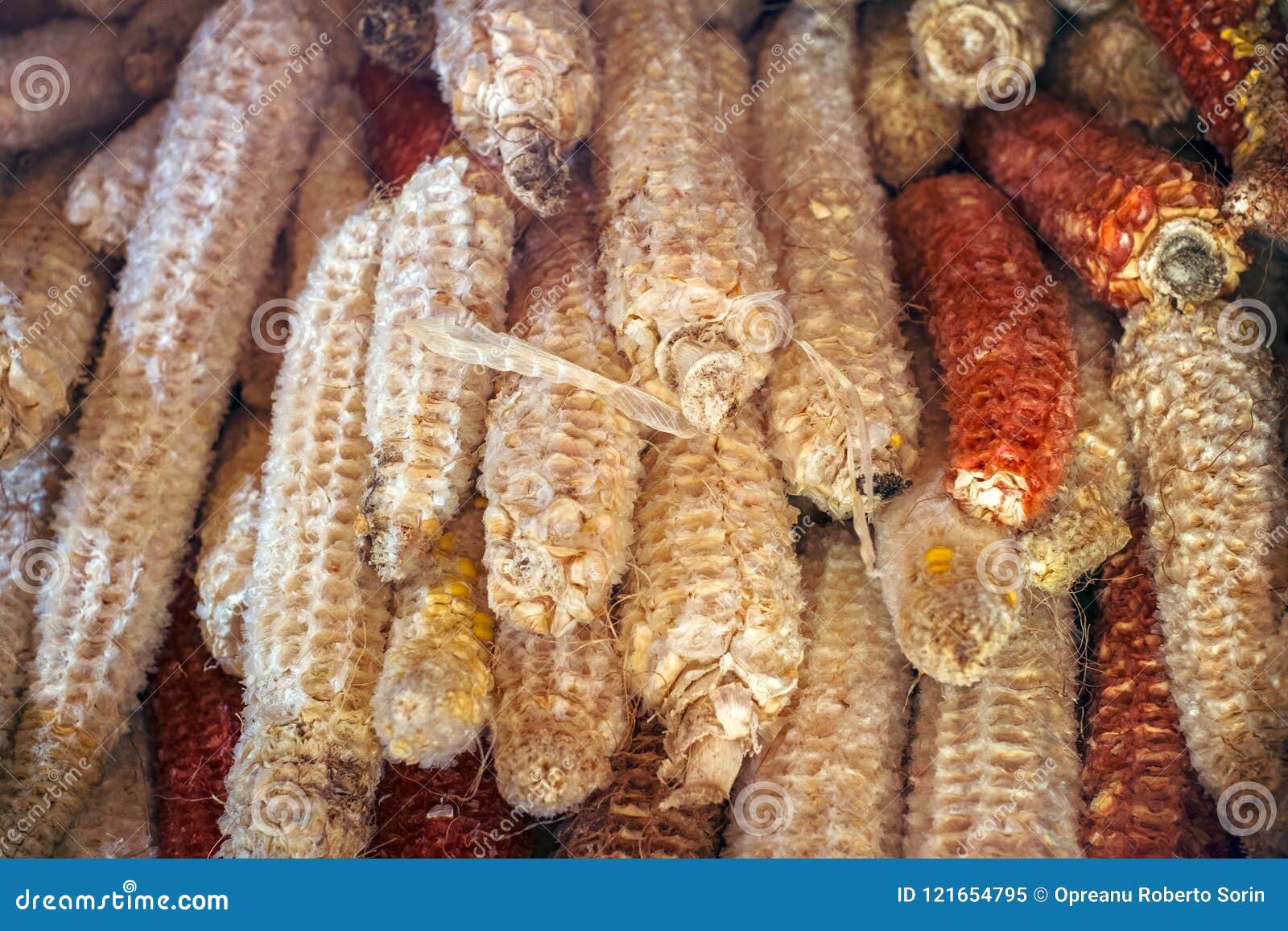Corn Cob Cornstalk Background Stock Image - Image of fall, field: 121654795