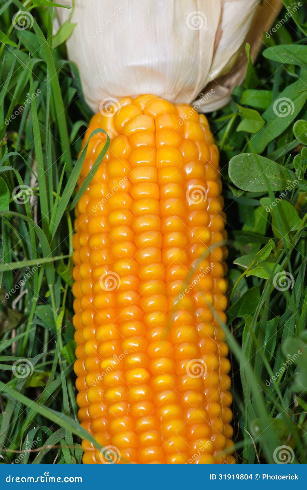 Corn cob stock photo. Image of agriculture, transgenic - 31919804