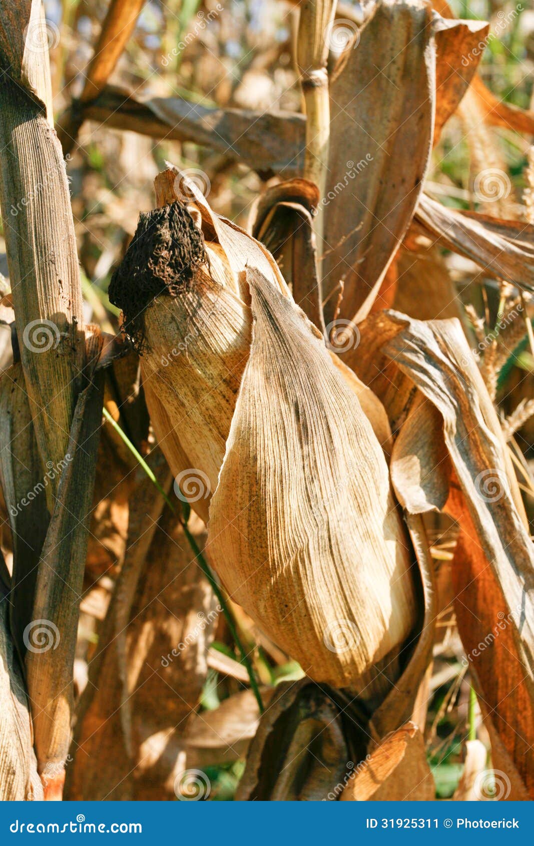 Corn cob stock image. Image of threshing, transgenic - 31925311