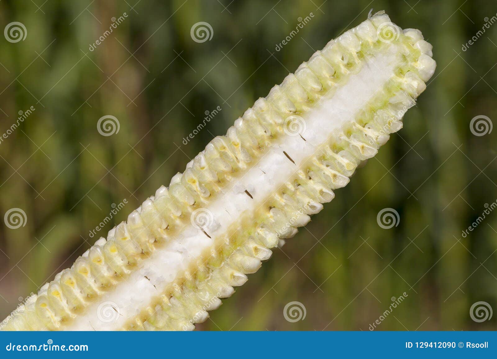 Corn cob cut along stock photo. Image of botanical, cobs - 129412090