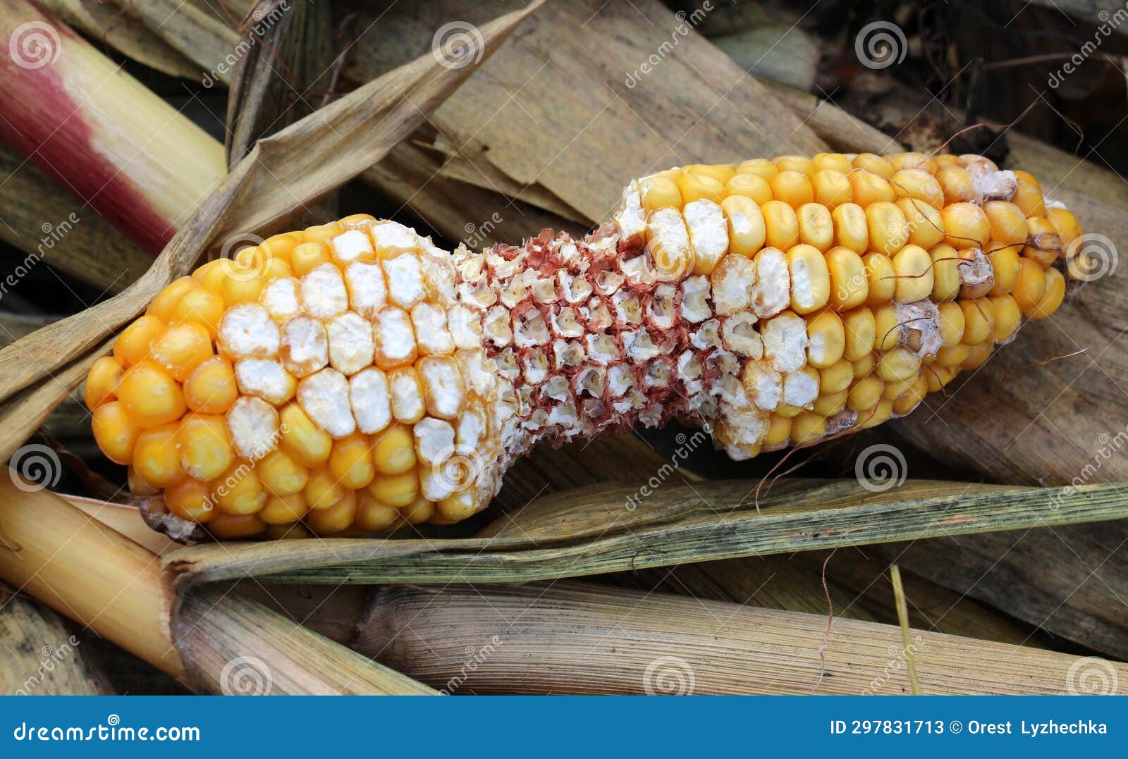 Corn Cob Damaged by Mouse-like Rodents Stock Image - Image of pests ...
