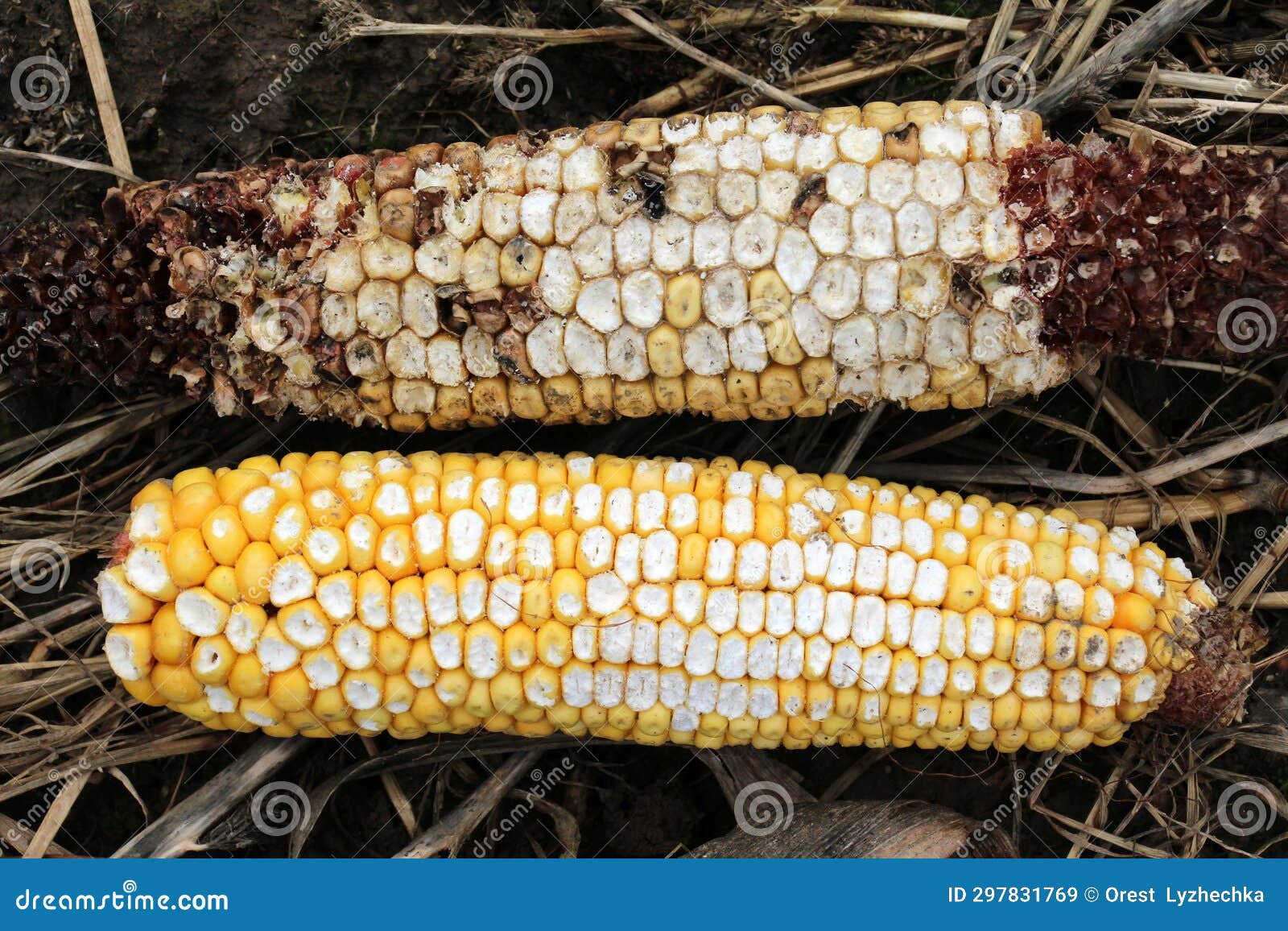 Corn Cob Damaged by Mouse-like Rodents Stock Image - Image of seeds ...