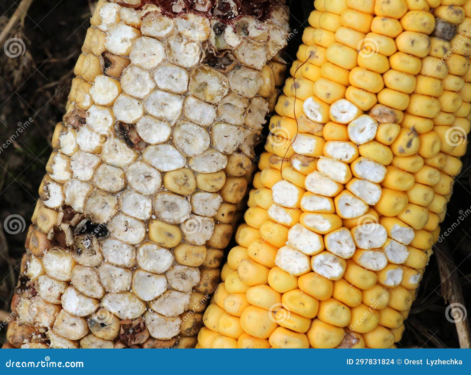 Corn Cob Damaged by Mouse-like Rodents Stock Photo - Image of wild ...