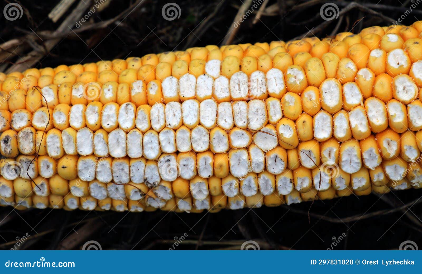Corn Cob Damaged by Mouse-like Rodents Stock Photo - Image of nature ...