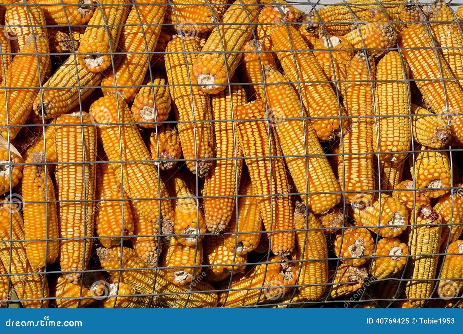 Corn on the Cob Display at Agricultural Show Stock Image - Image of ...