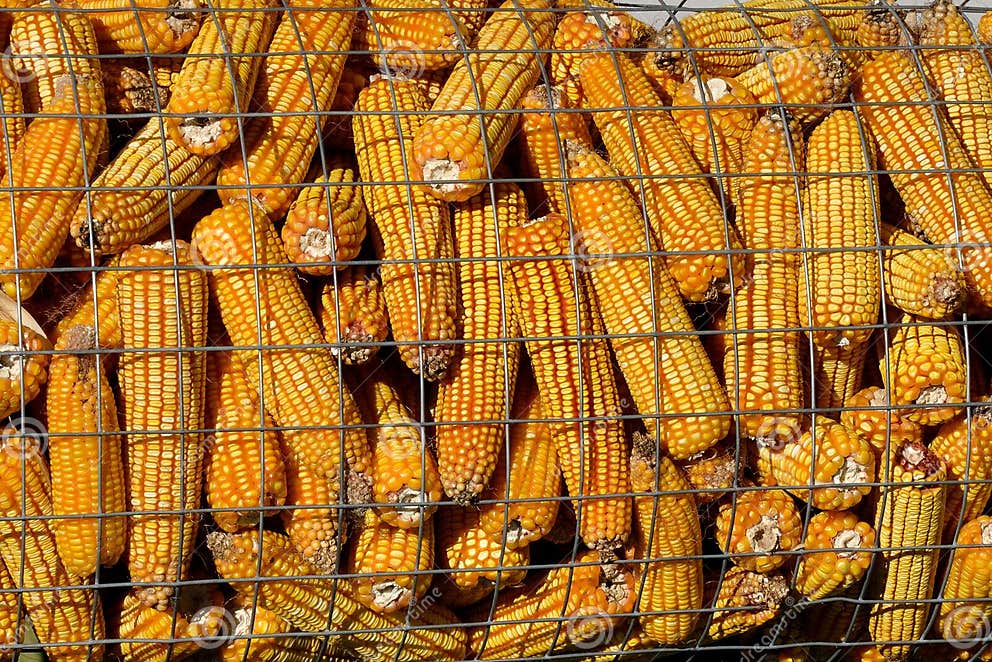Corn on the Cob Display at Agricultural Show Stock Image - Image of ...