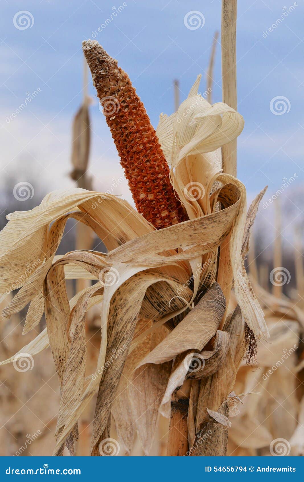 Corn Cob on Dried Stalk stock photo. Image of winter - 54656794