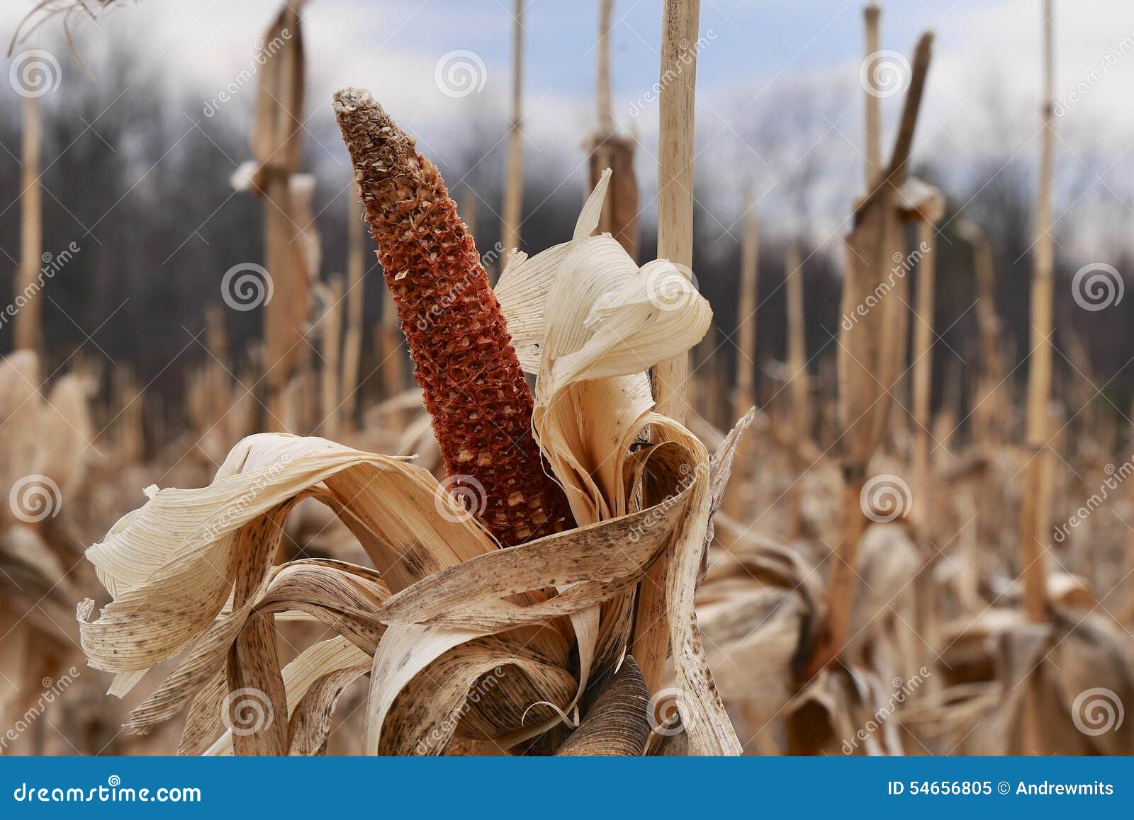 Corn Cob on Dried Stalk stock image. Image of stalk, winter - 54656805