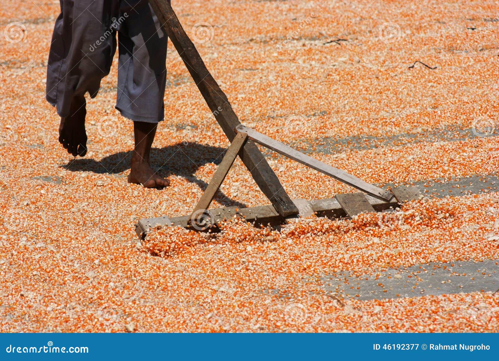 Corn cob drying stock image. Image of corn, portrait - 46192377