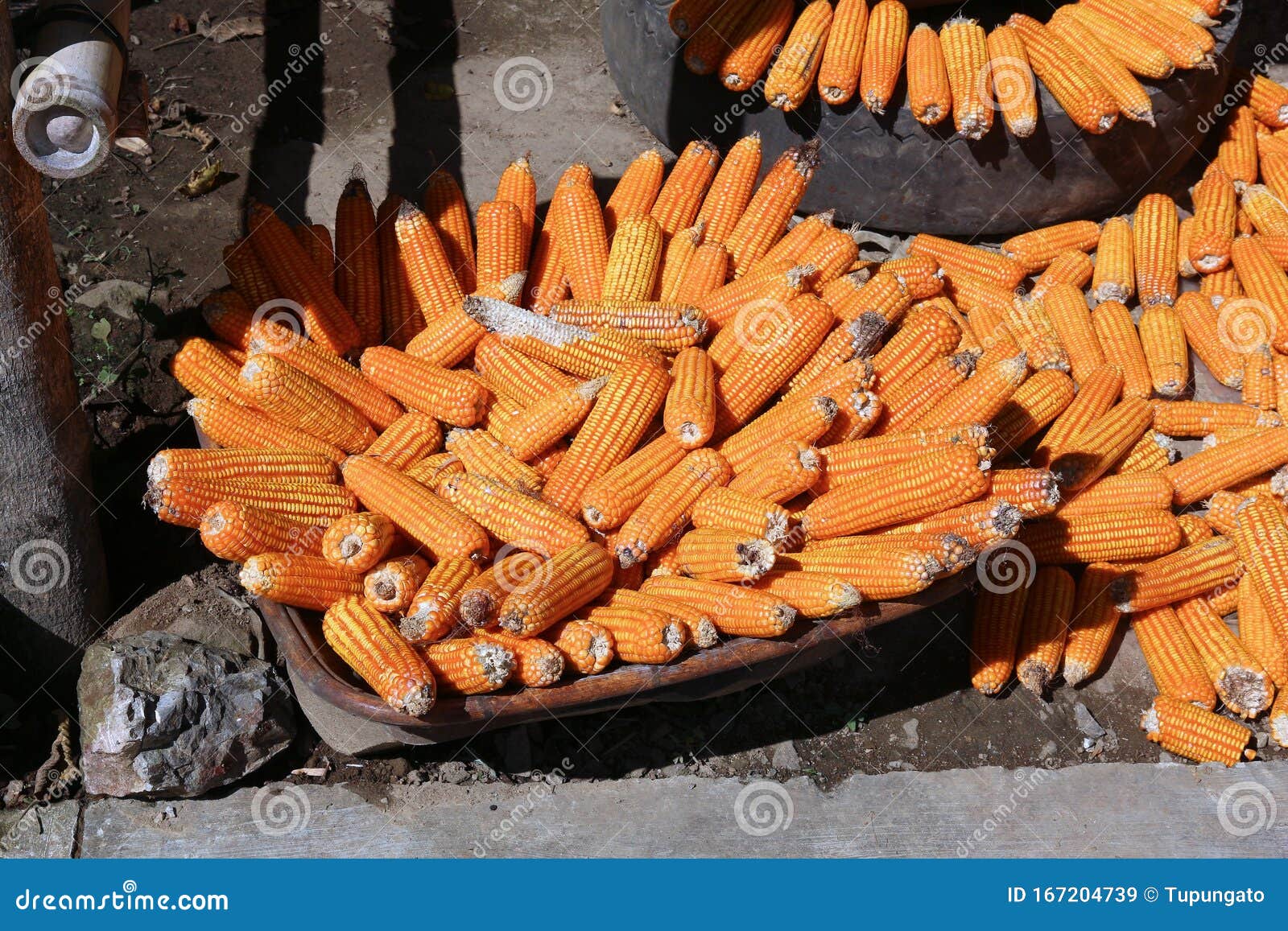 Corn cob drying process stock image. Image of philippine - 167204739