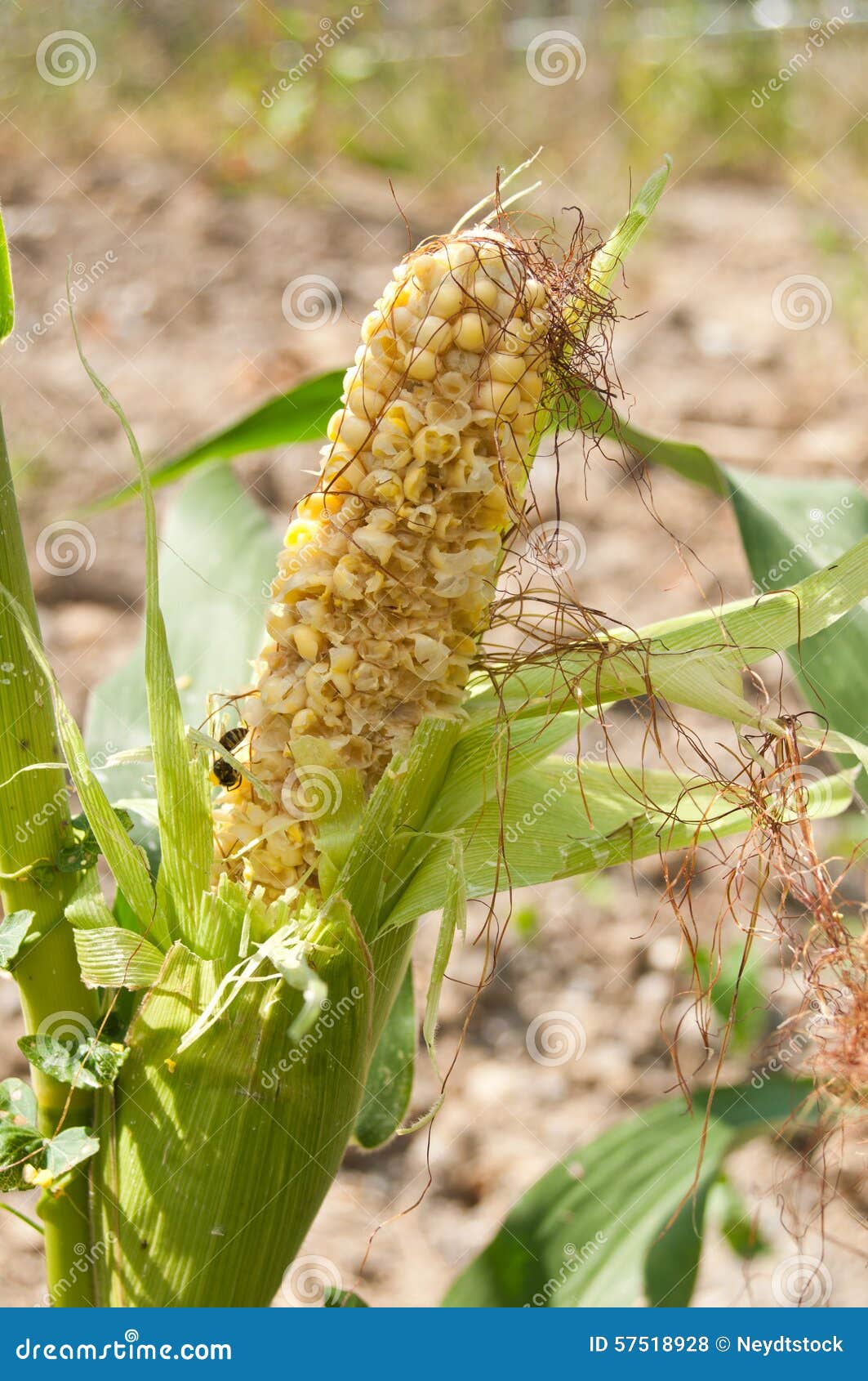 Corn cob eaten by insects stock photo. Image of food - 57518928