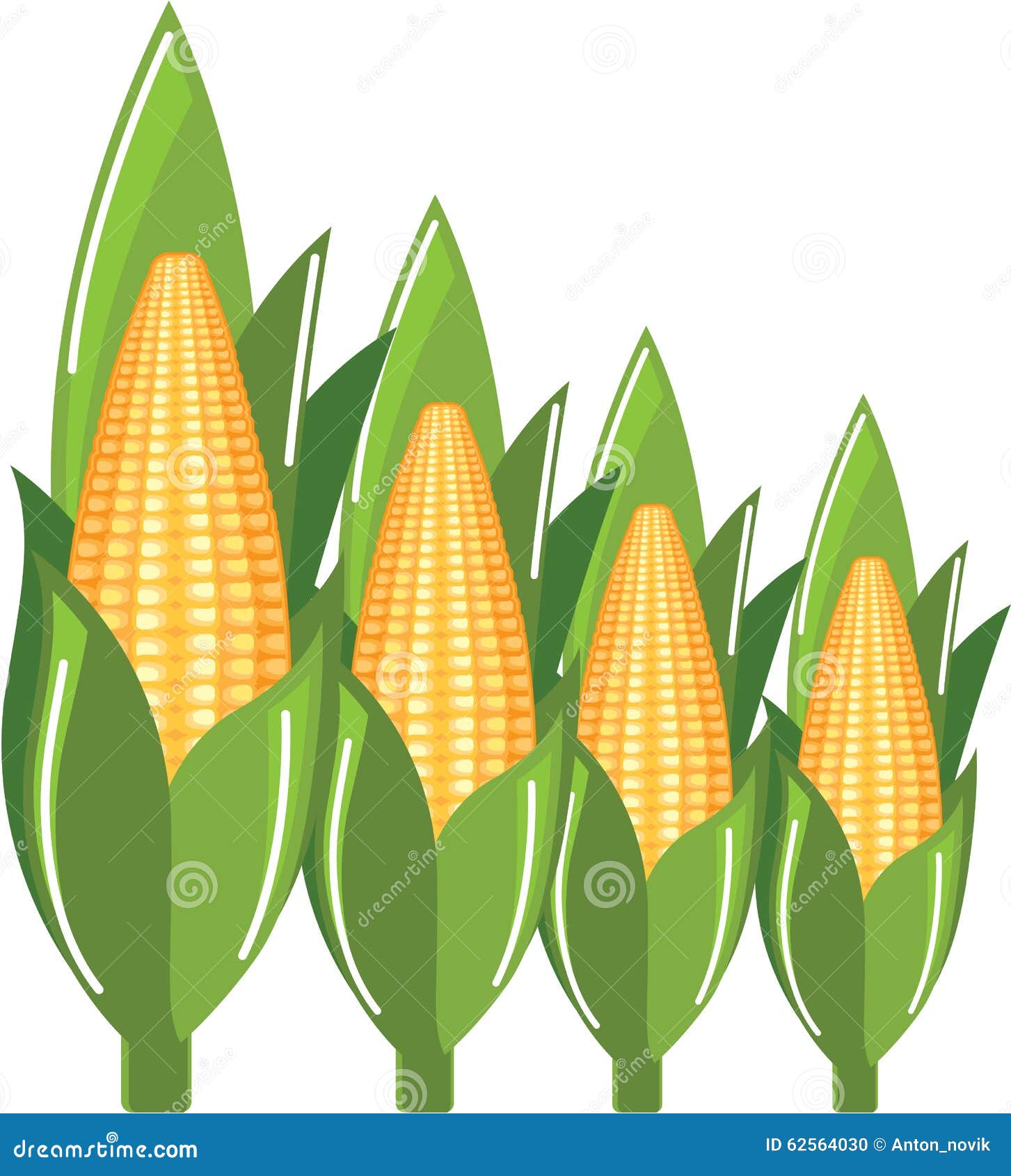 Corn Cob eps file stock vector. Illustration of fresh - 62564030