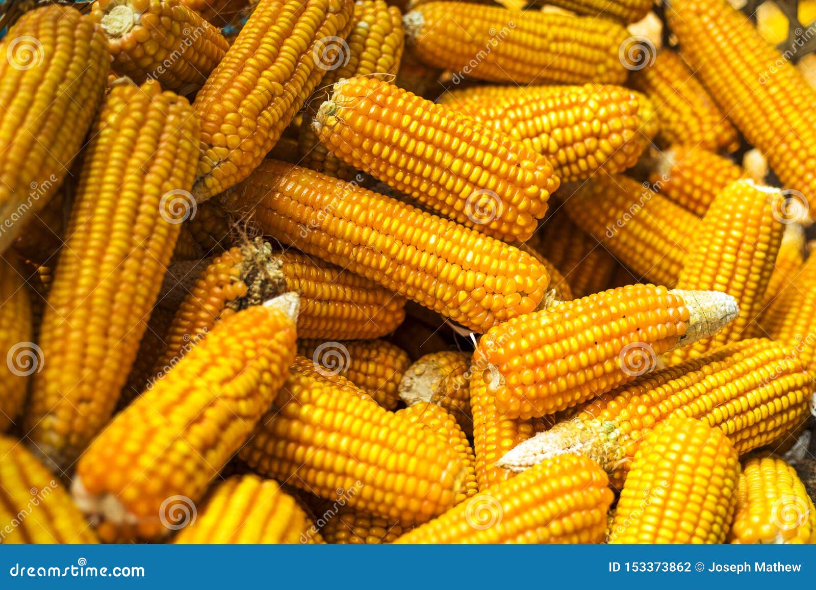 Corn on the Cob Corn on the Farm Stock Photo - Image of color, field ...