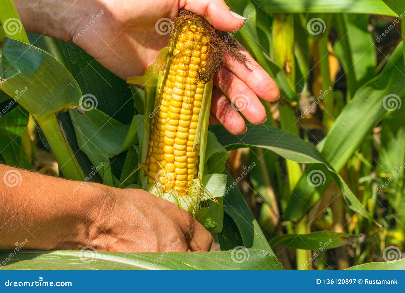Corn Cob in Farmer Hands while Working on Agricultural Field Stock ...