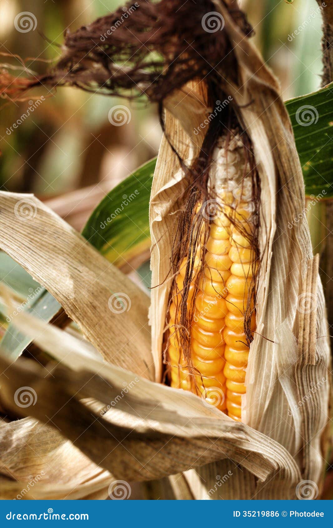 Corn cob stock photo. Image of plant, tree, summer, countryside - 35219886