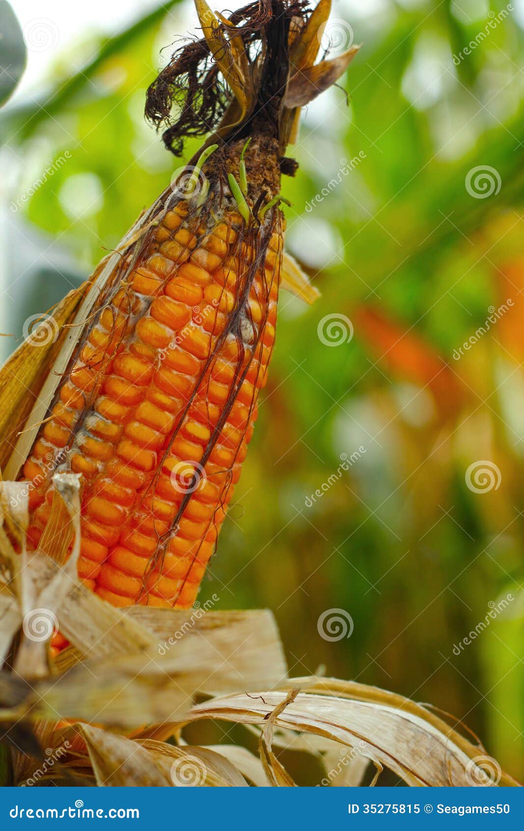 Corn cob on a field stock image. Image of field, cultivation - 35275815