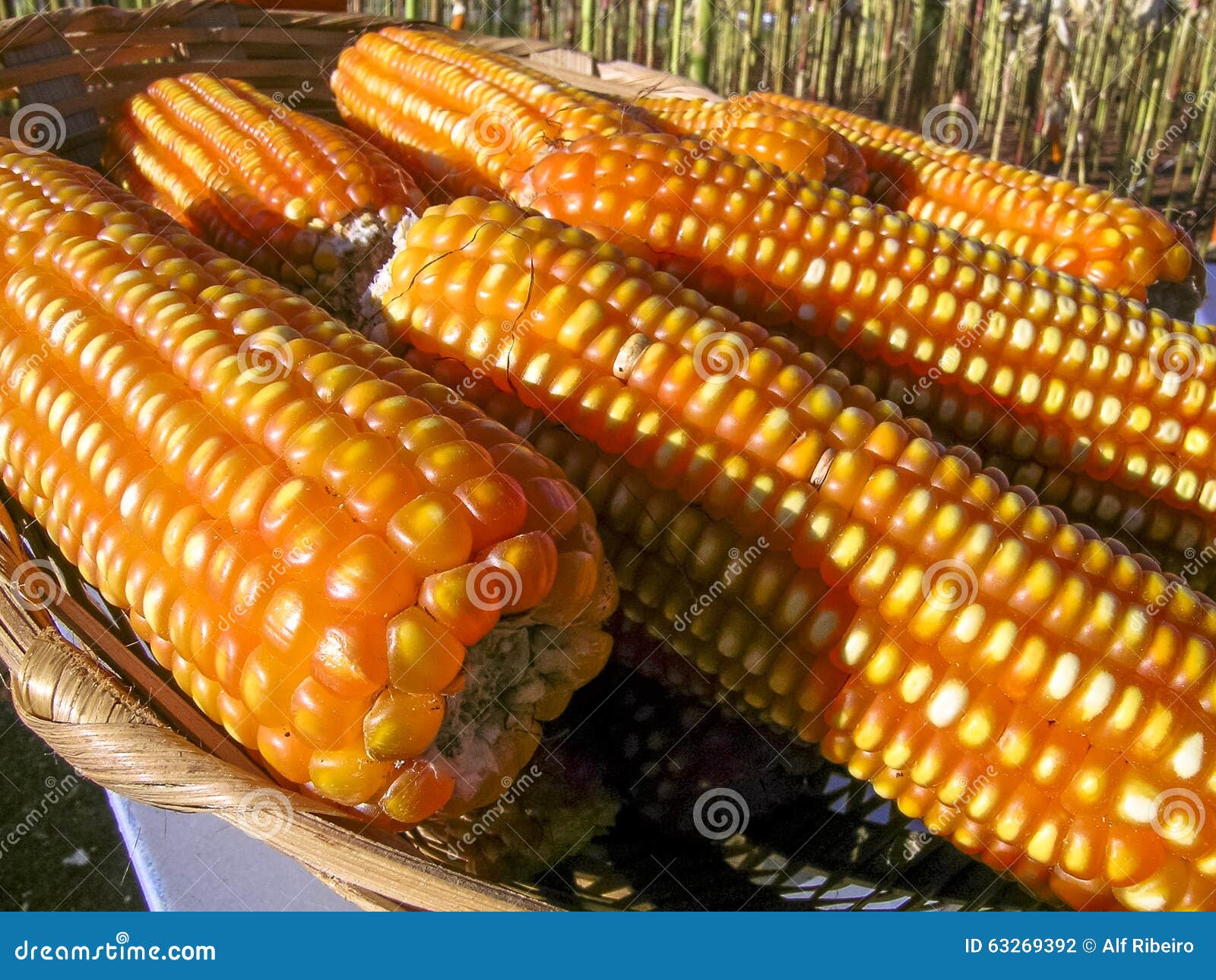 Corn cob editorial photography. Image of lifestyle, brazil - 63269392