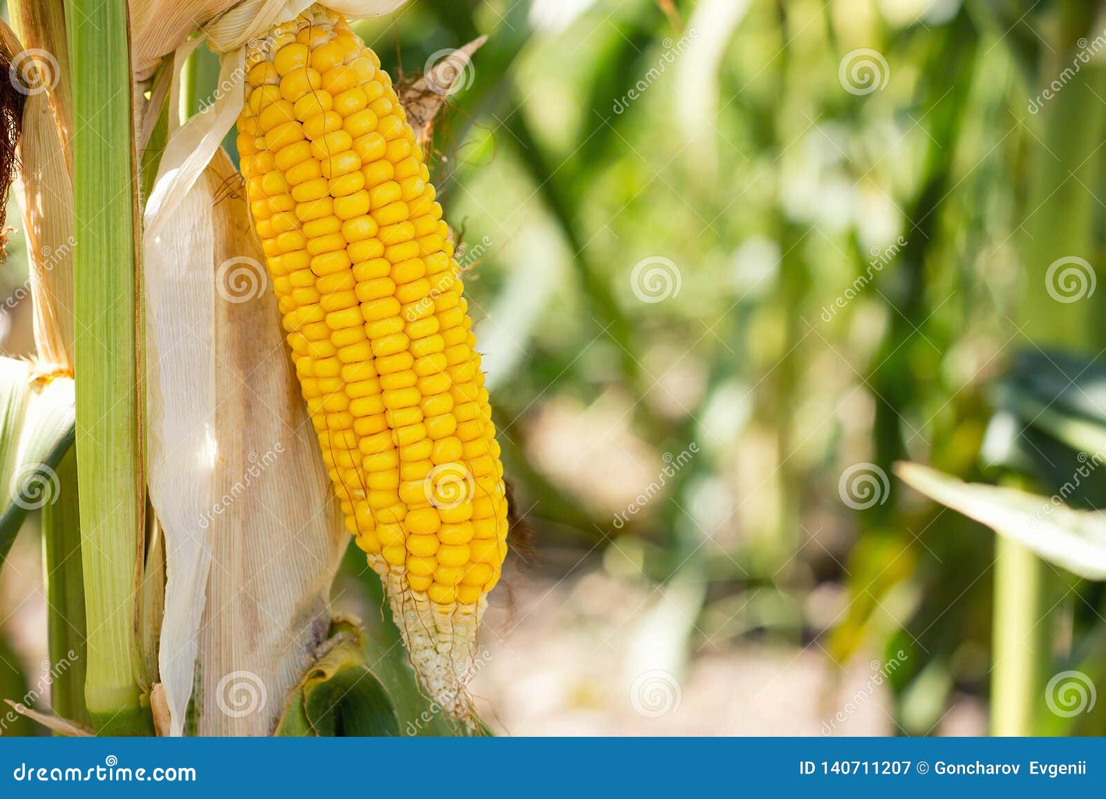 Corn cob in the field stock image. Image of growth, eating - 140711207