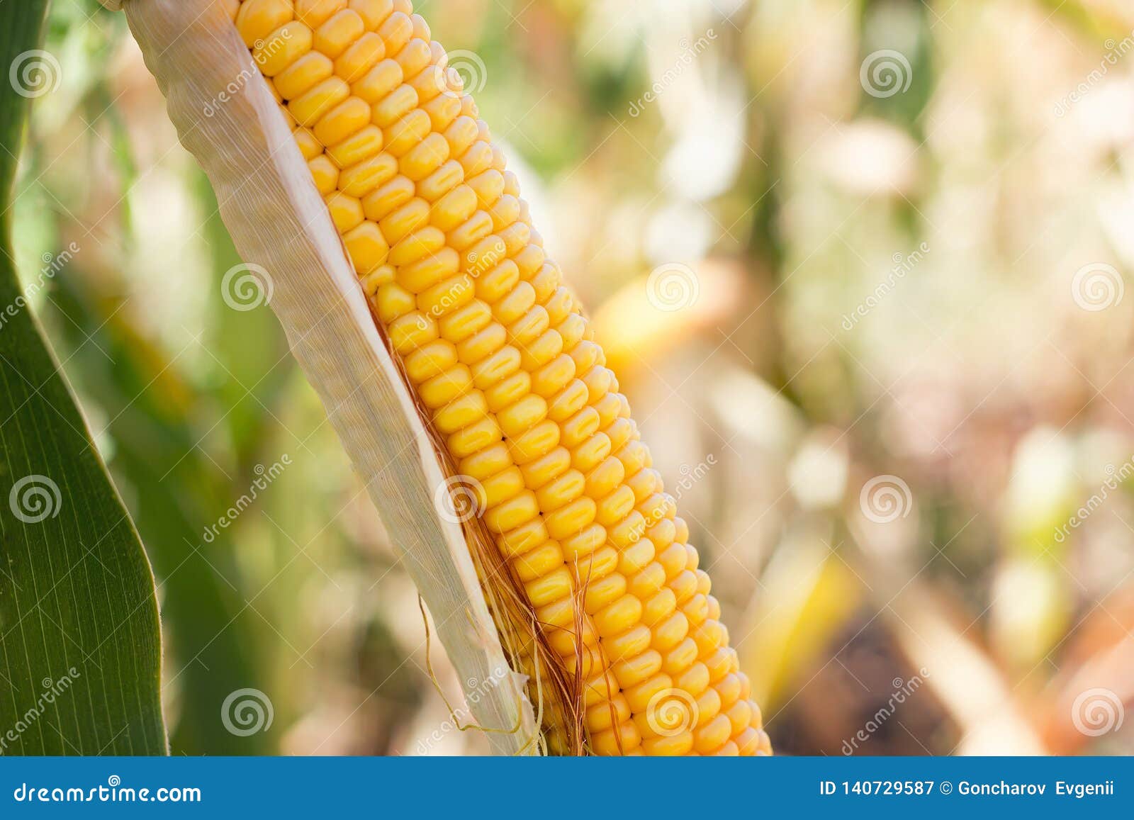 Corn cob in the field stock image. Image of natural - 140729587