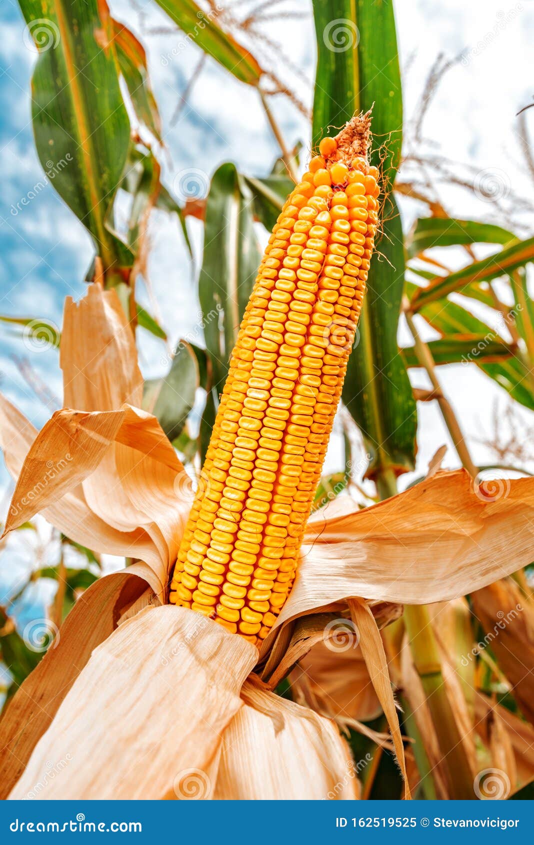 Corn on the cob in field stock image. Image of hybrid - 162519525