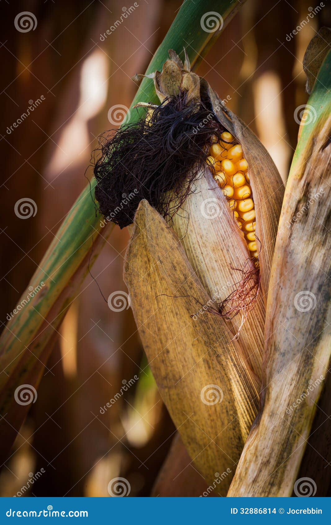 Corn Cob in Field of Drying Corn in Autumn Stock Photo - Image of silk ...