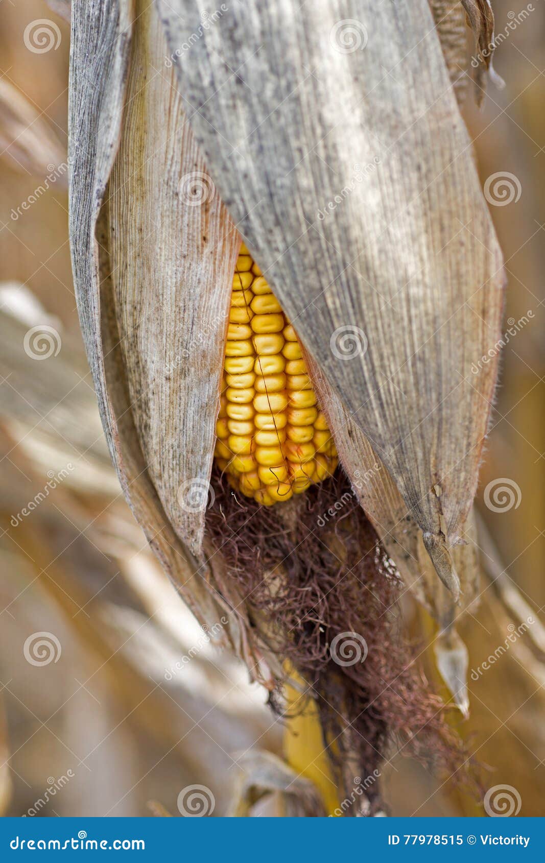 Corn Cob in the Field. Ear of Corn in Autumn before Harvest ...