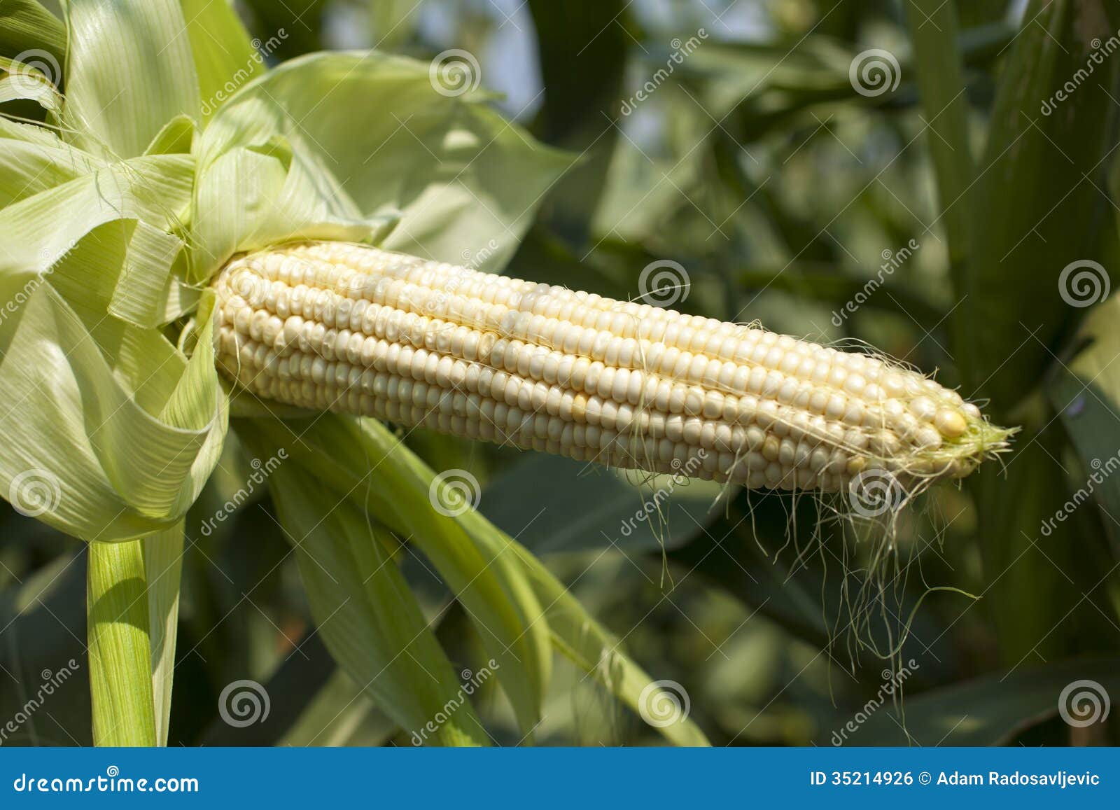Corn cob in field stock photo. Image of season, organic - 35214926