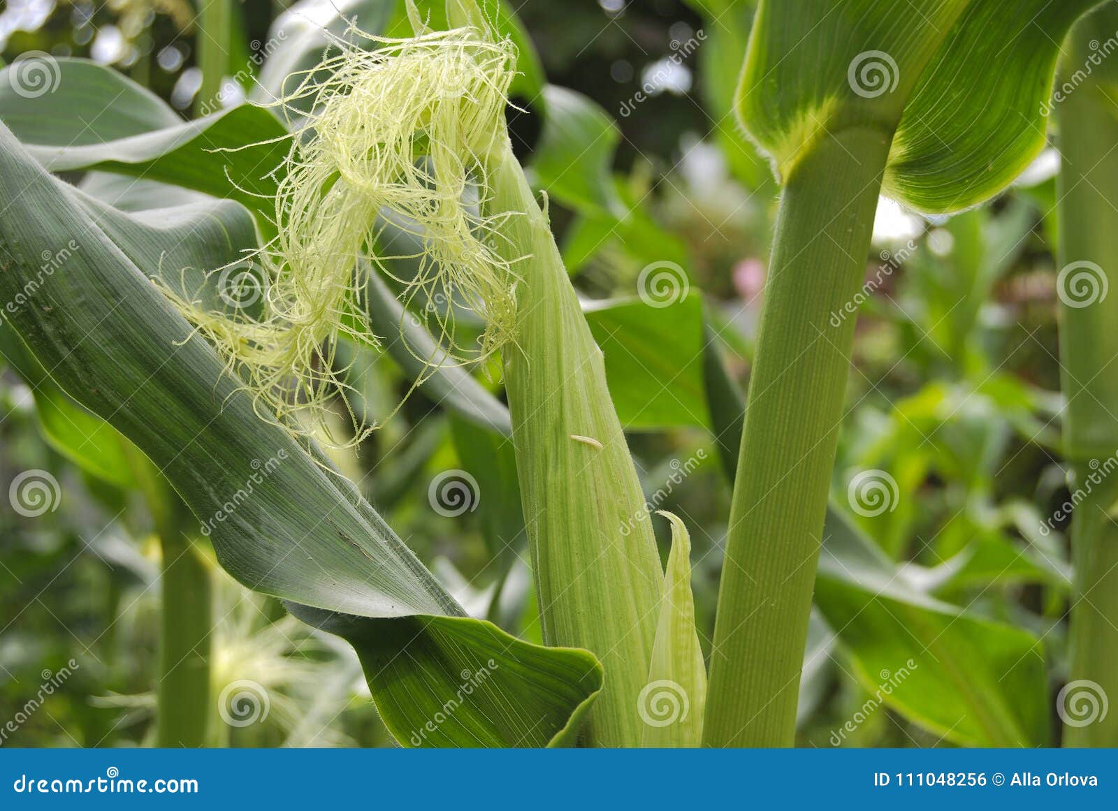 Corn in the Cob on the Field is Growing. Stock Photo - Image of corn ...