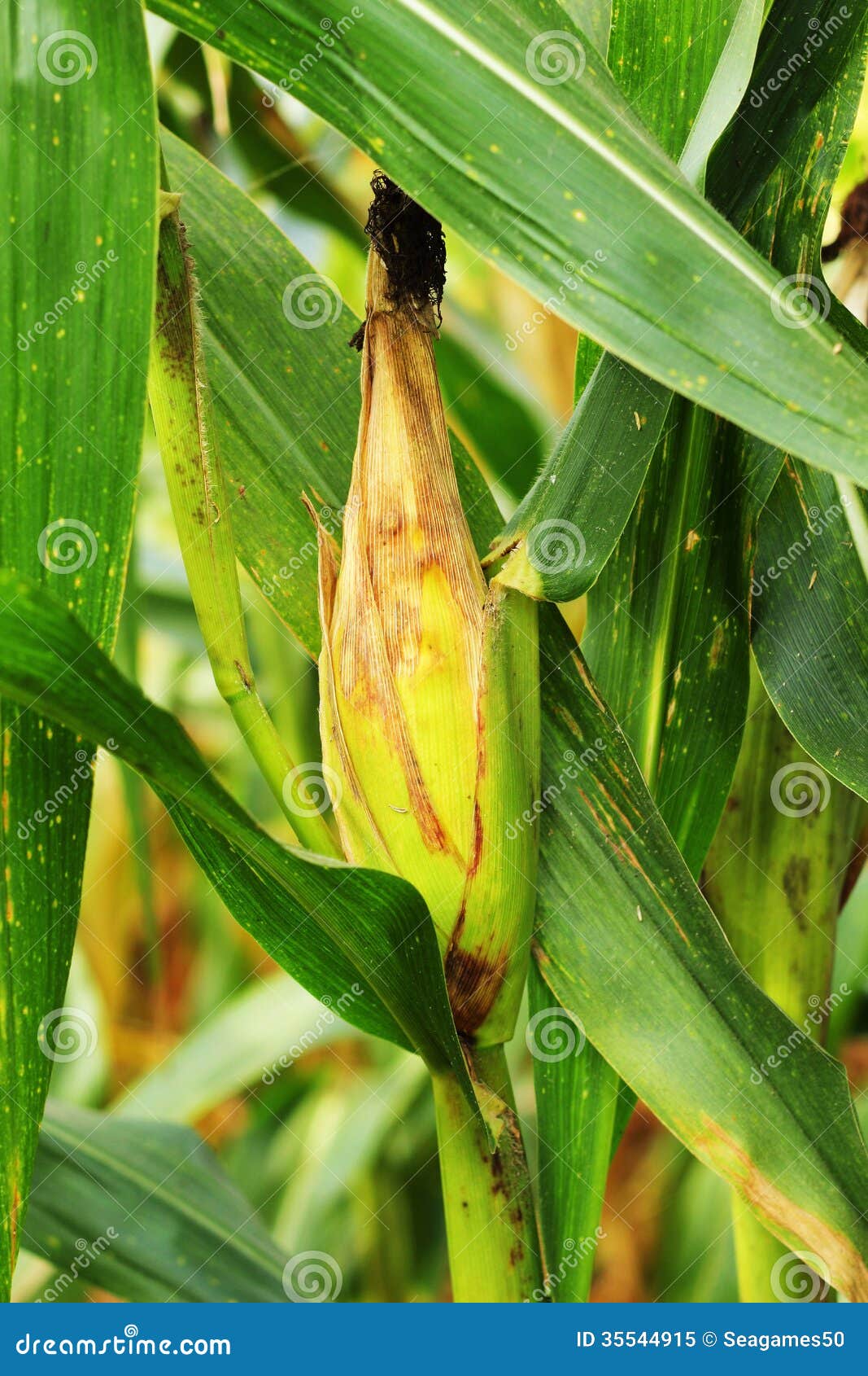 Corn cob on a field stock image. Image of cultivation - 35544915