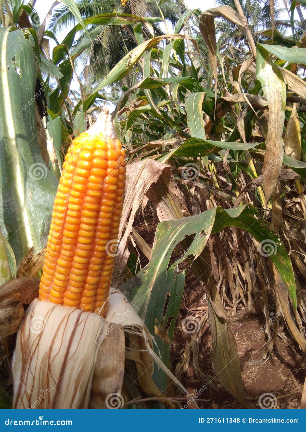 Corn Cob on a Field in Summer Stock Photo - Image of plant, jungle ...