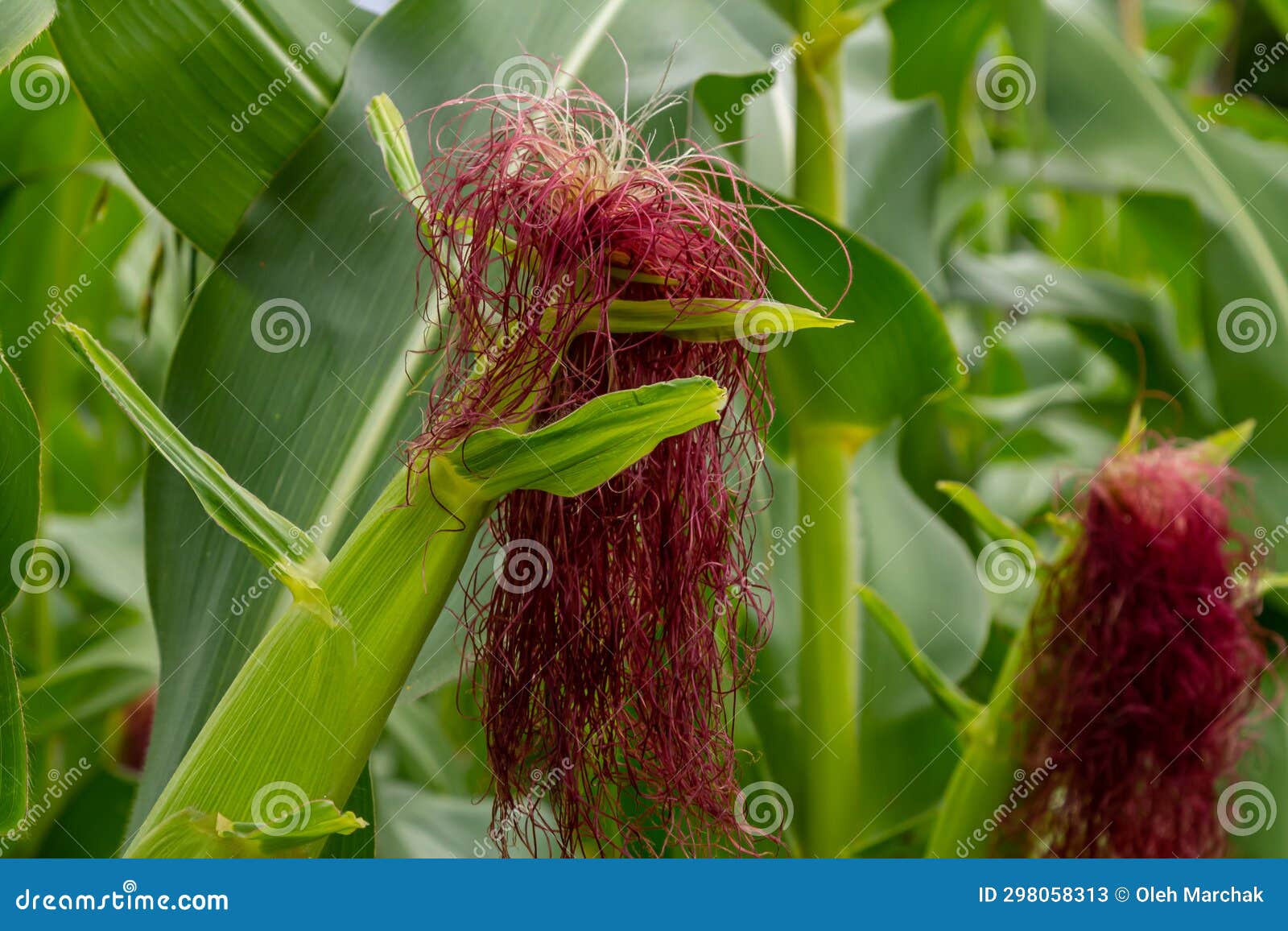 Corn Cob on a Field in Summer Stock Image - Image of crop, nature ...