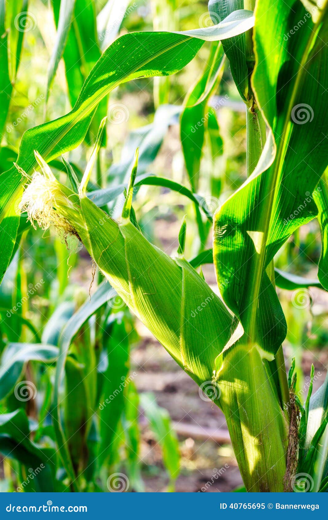 Corn cob on a field stock image. Image of harvest, popcorn - 40765695