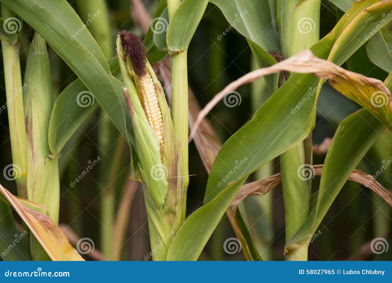 Corn cob on a field stock image. Image of season, food - 58027965