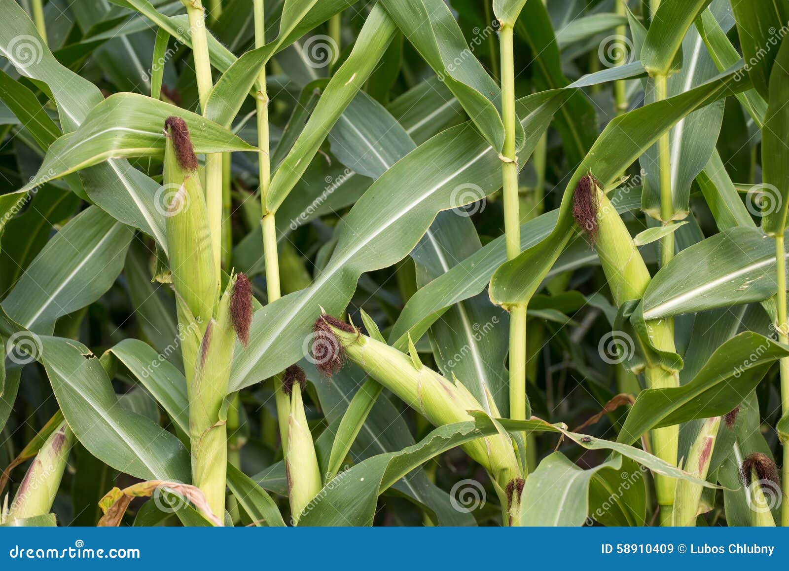 Corn cob on a field stock image. Image of late, field - 58910409
