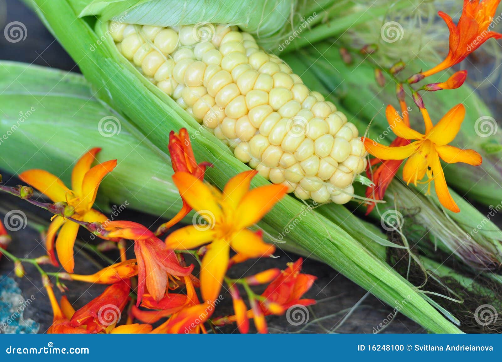 Corn-cob and flowers stock photo. Image of orange, grains - 16248100