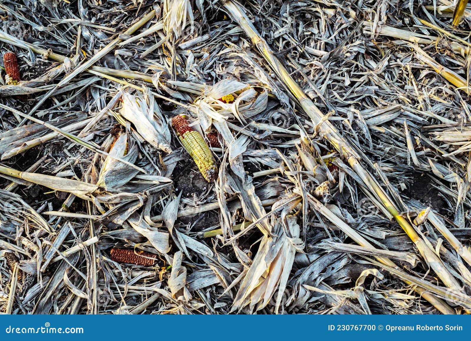 Corn cob on the ground stock photo. Image of food, mealie - 230767700