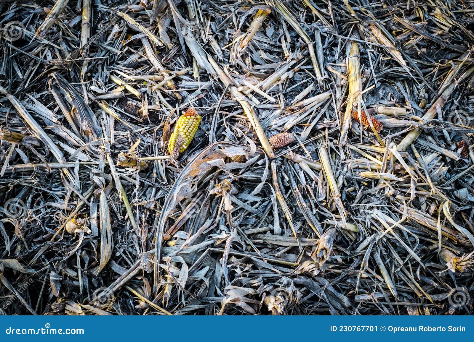 Corn cob on the ground stock image. Image of grow, land - 230767701