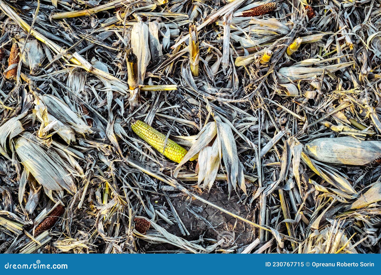 Corn cob on the ground stock image. Image of eating - 230767715