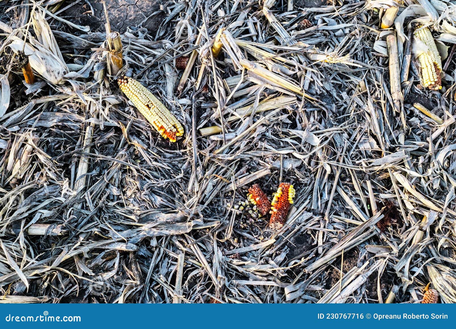 Corn cob on the ground, stock photo. Image of cultivated - 230767716