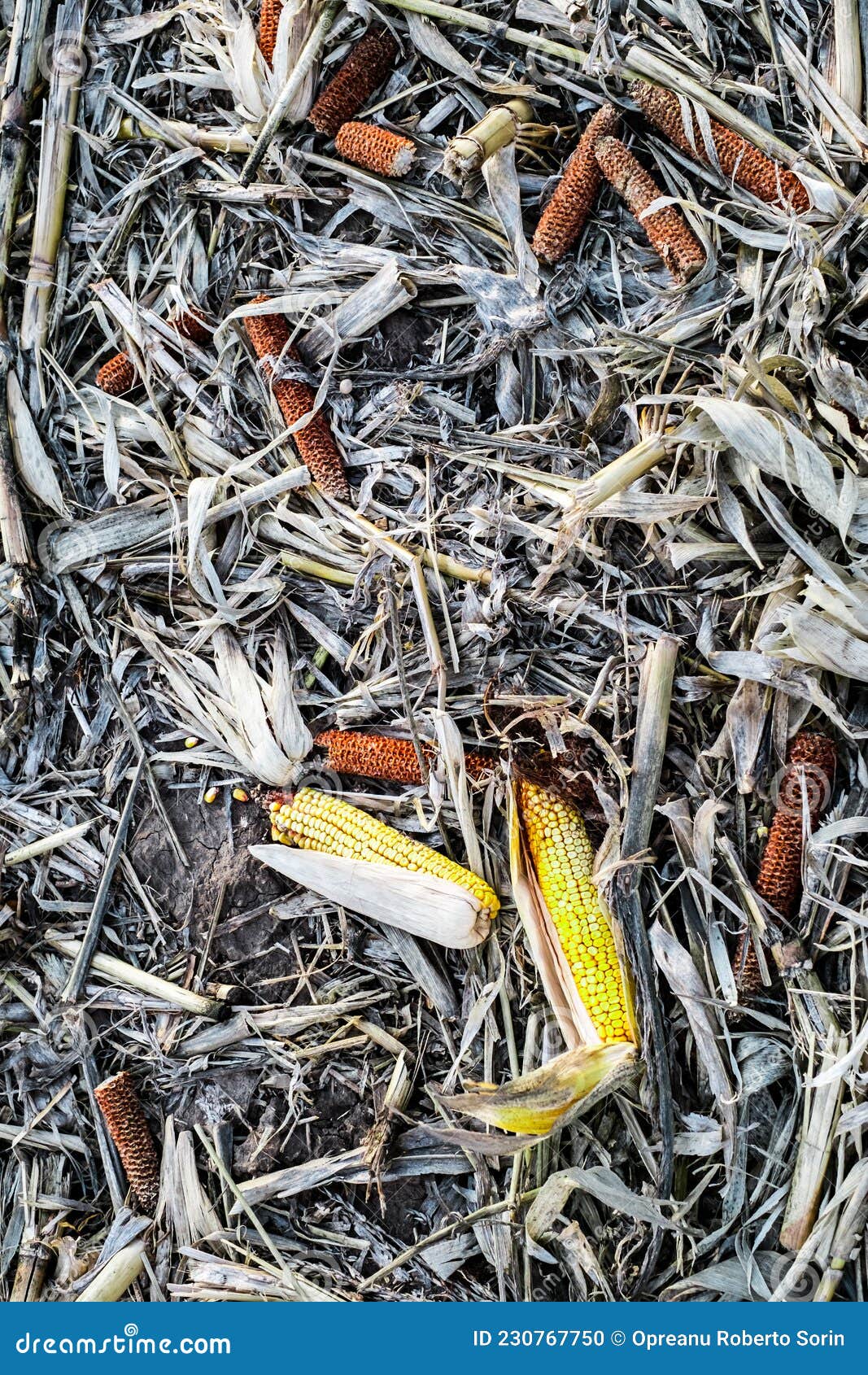 Corn cob on the ground, stock photo. Image of meat, growth - 230767750