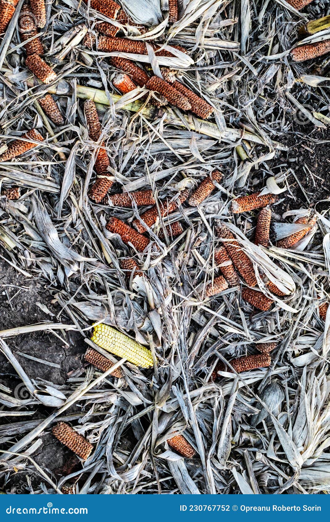 Corn cob on the ground, stock photo. Image of grow, harvested - 230767752